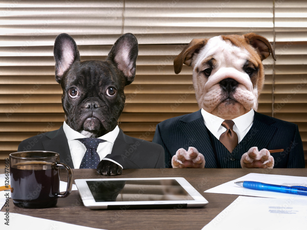 Business dogs in suits at work behind the office table. The concept of ...