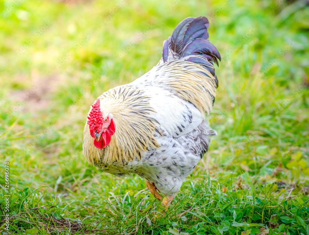 Home grown rooster with a white yellow bright color looking at the ...
