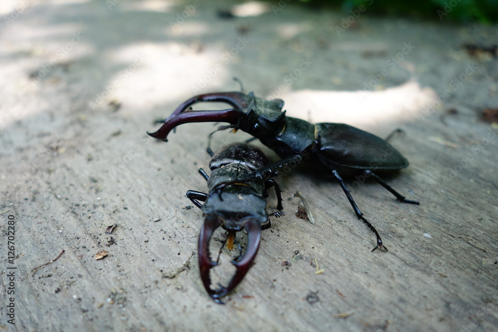 Beetle deer Stock Photo | Adobe Stock