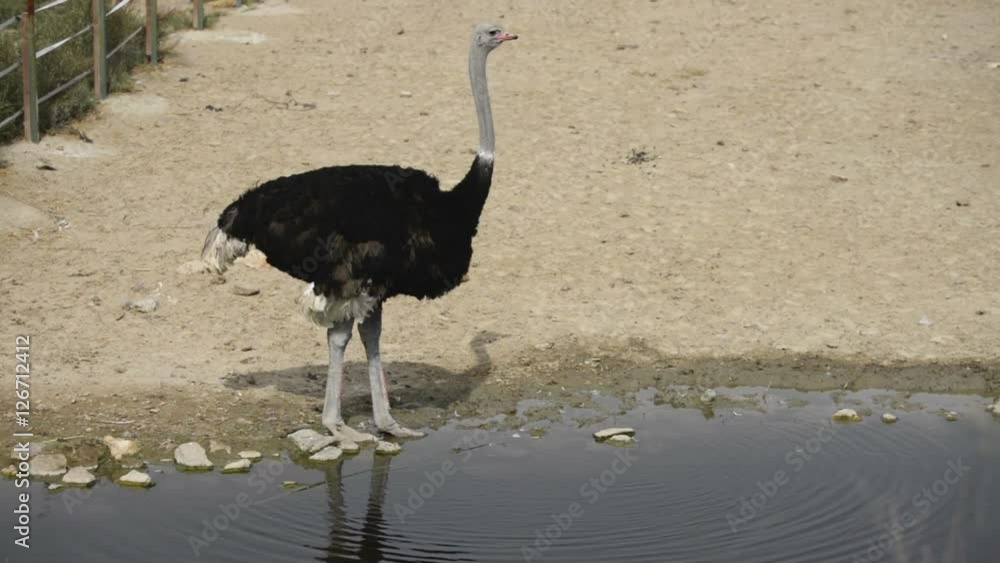 Ostrich drinking water from the poddle Stock Video | Adobe Stock