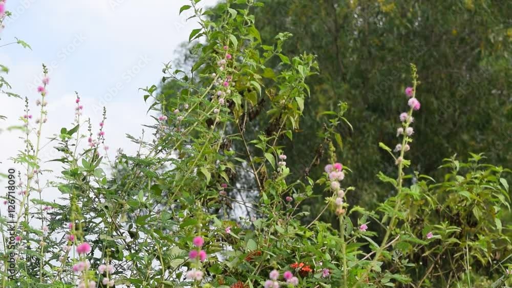 Mimosa pigra commonly known as the giant sensitive tree - a species of ...