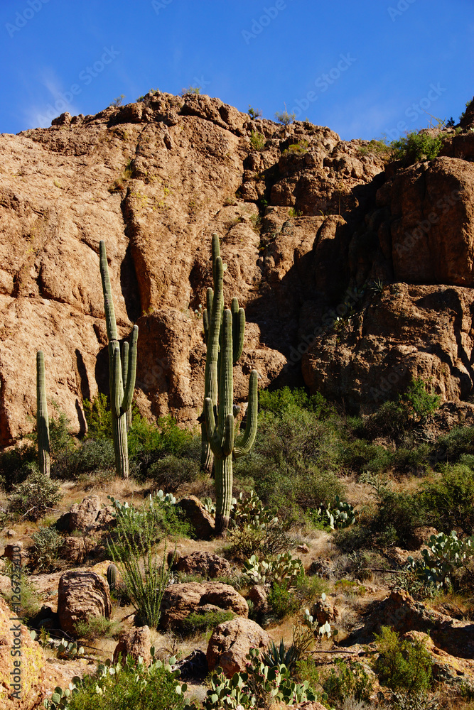 Tall saguaro cactus in the desert highlands Stock Photo | Adobe Stock