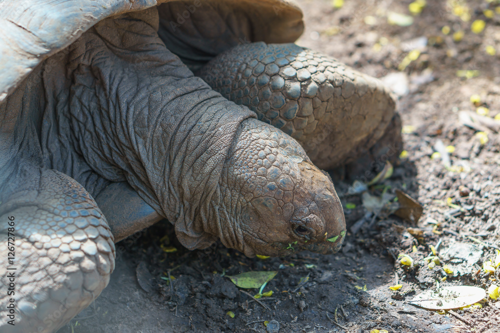 Turtle Skin of big tutle with sunlight in naturaul. Stock Photo | Adobe ...