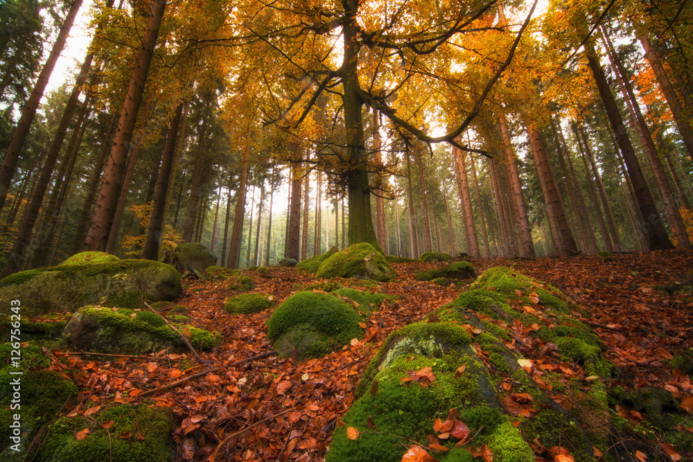 Baum im Walde Stock Photo | Adobe Stock