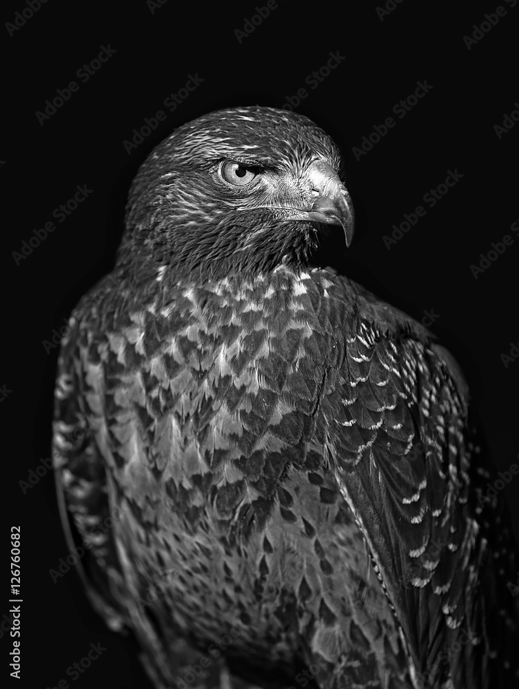 hawk Stock Photo | Adobe Stock