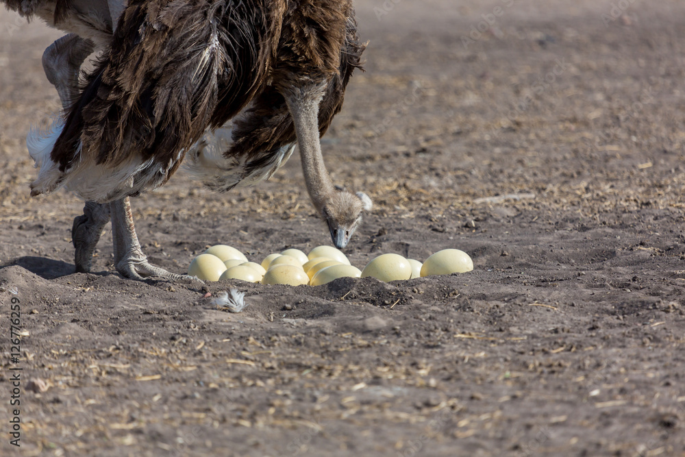 The ostrich or common ostrich is either one or two species of large ...