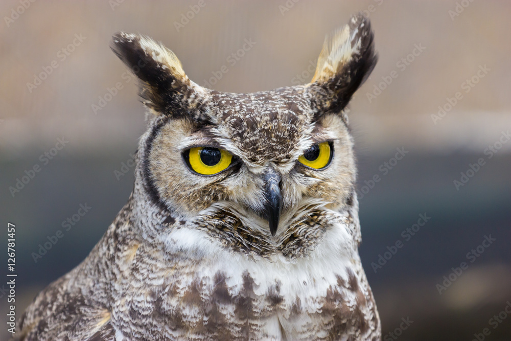 The great horned owl, also known as the tiger owl or the hoot owl, is a ...