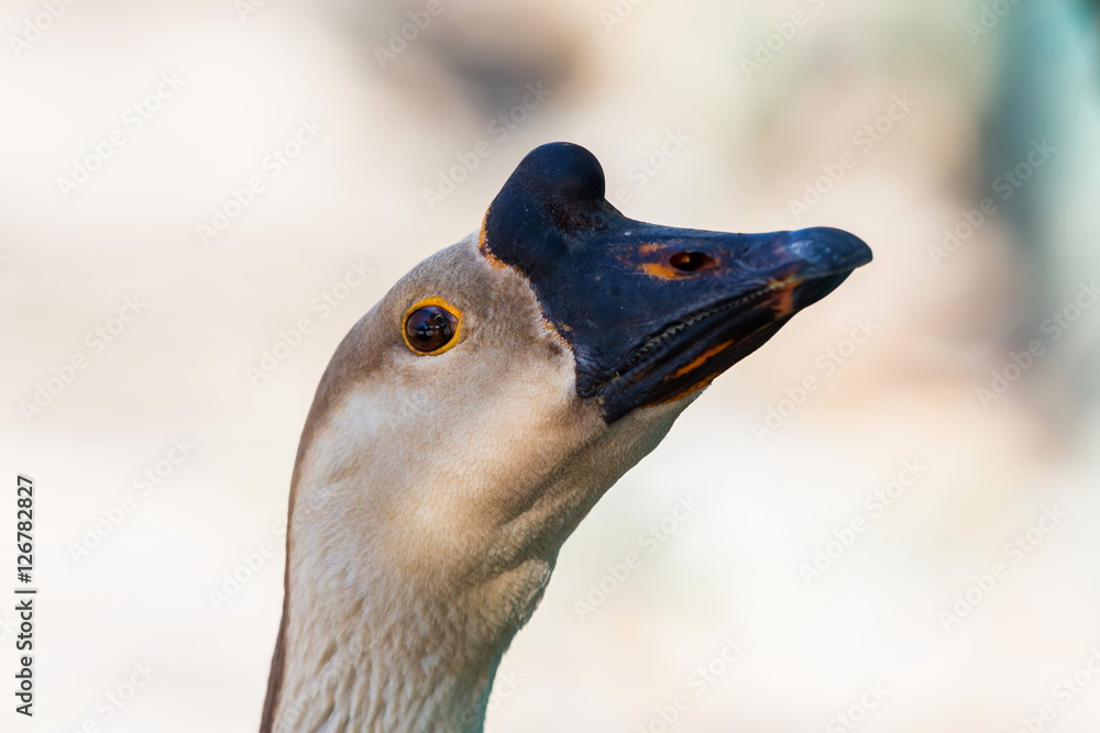 The Chinese goose is a breed of domesticated goose descended from the ...