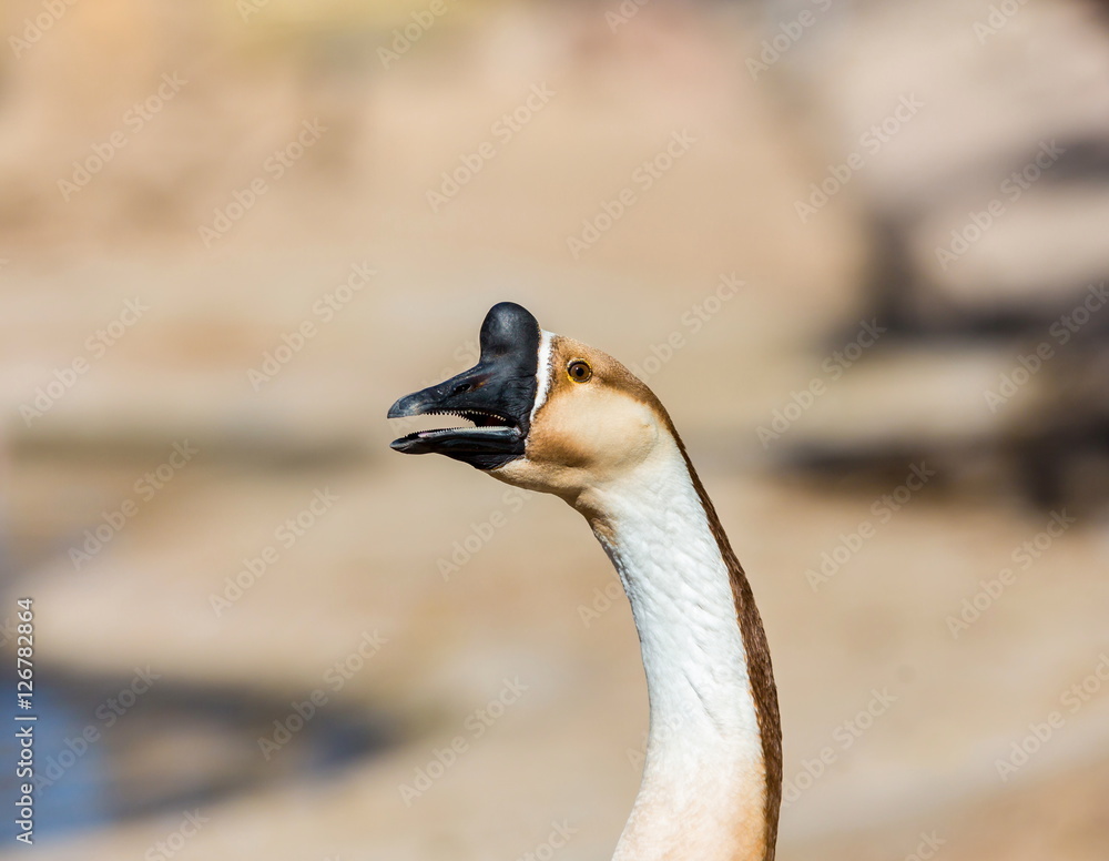 The Chinese goose is a breed of domesticated goose descended from the ...