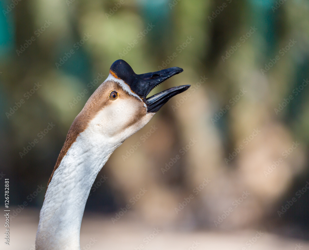 The Chinese goose is a breed of domesticated goose descended from the ...