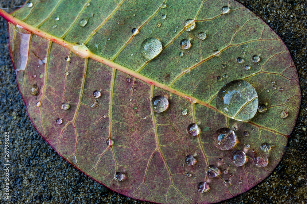 Close up macro abstract of underside of green and purple smoke bush ...