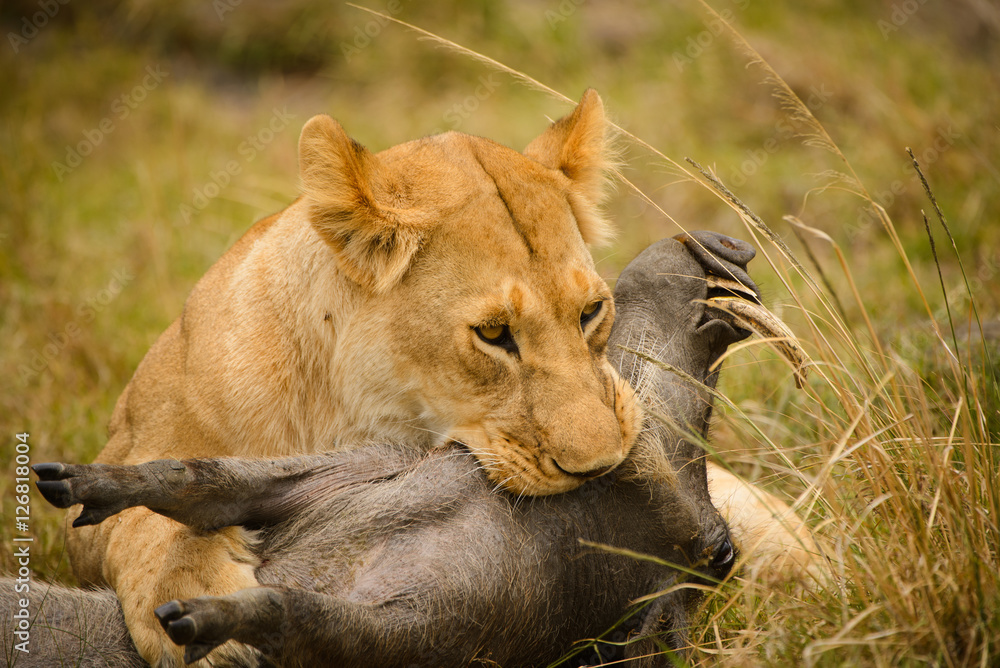 Wild lion in the Massai Mara with her fresh warthog kill Stock Photo ...