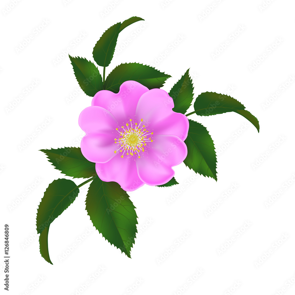 dog-rose, realistic vector illustration Stock Vector | Adobe Stock