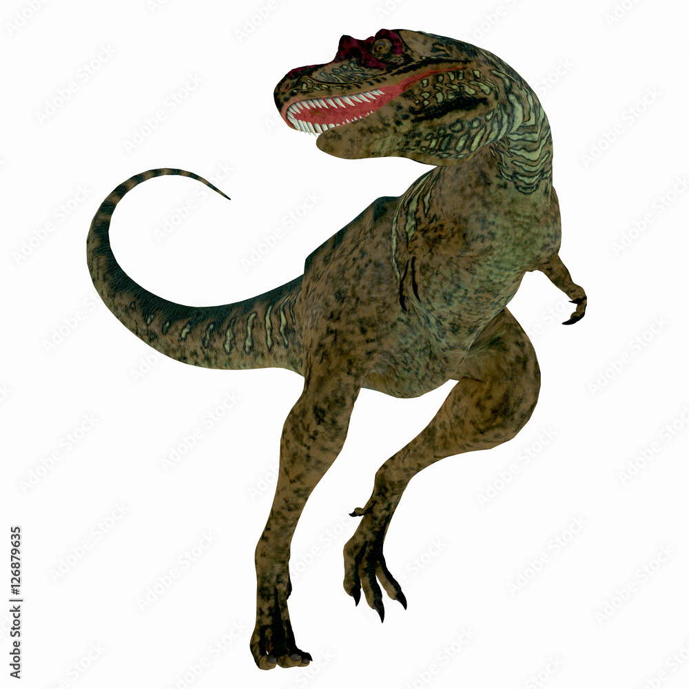 Albertosaurus Dinosaur on White - Albertosaurus was a theropod ...
