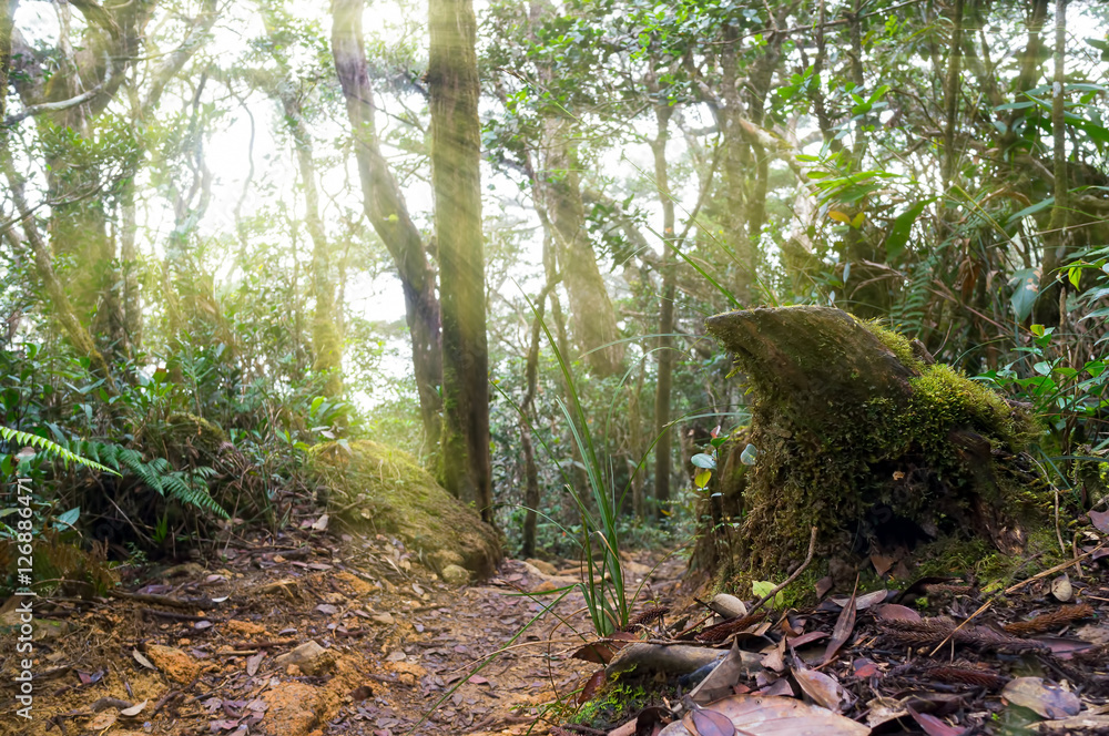 Nature rain forest with morning sunlight at Kinabalu Park,Malaysia,Asia ...