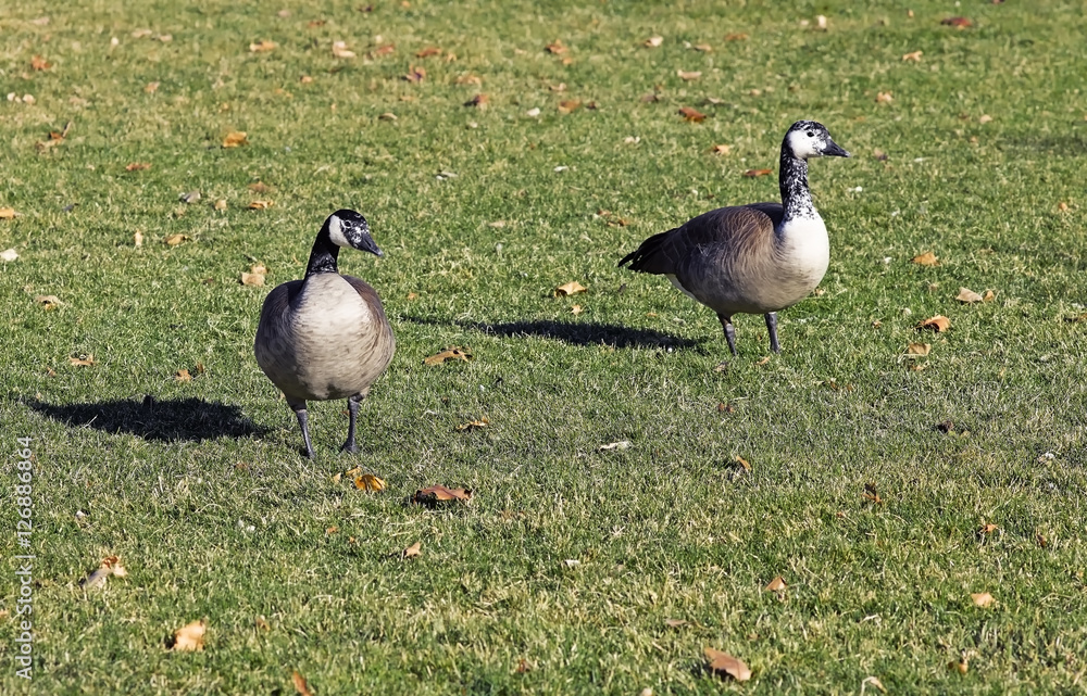 Mottled Neck Canada geese with a pigment condition called Leucism ...
