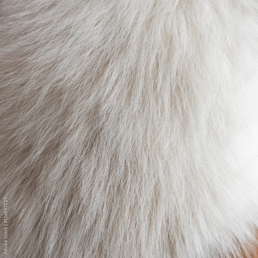 Dog fur texture Stock Photo | Adobe Stock