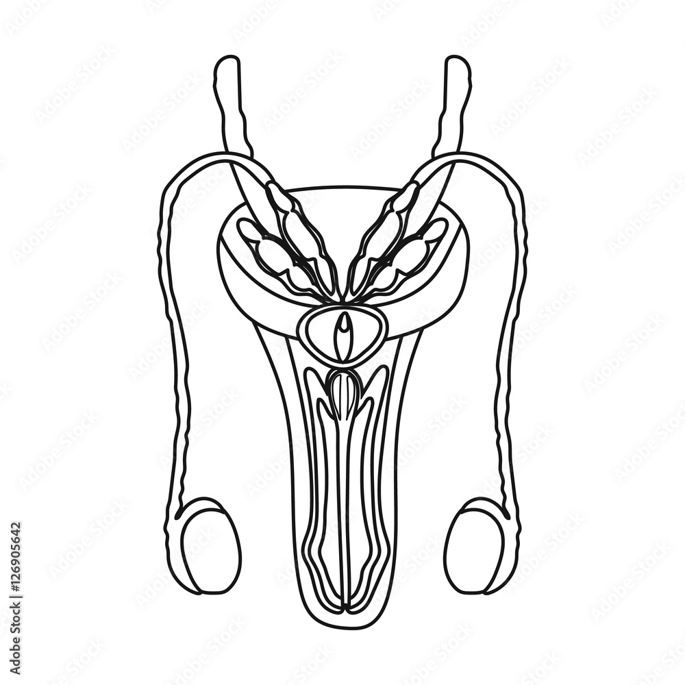 Male reproductive system icon in outline style isolated on white ...