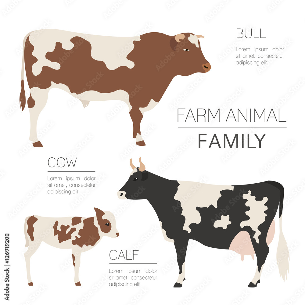 Cattle farming infographic template. Cow, bull, calf family. Flat ...