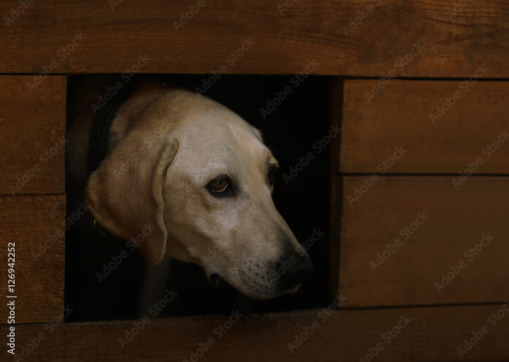 Portrait of sad dog in kennel, close up view Stock Photo | Adobe Stock