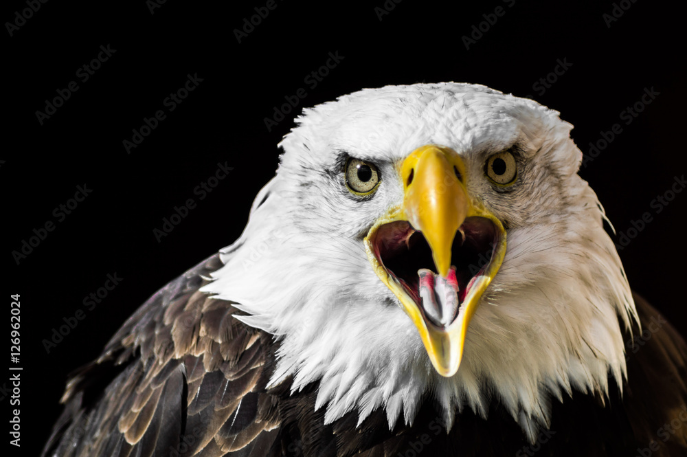 Squark Stock Photo | Adobe Stock