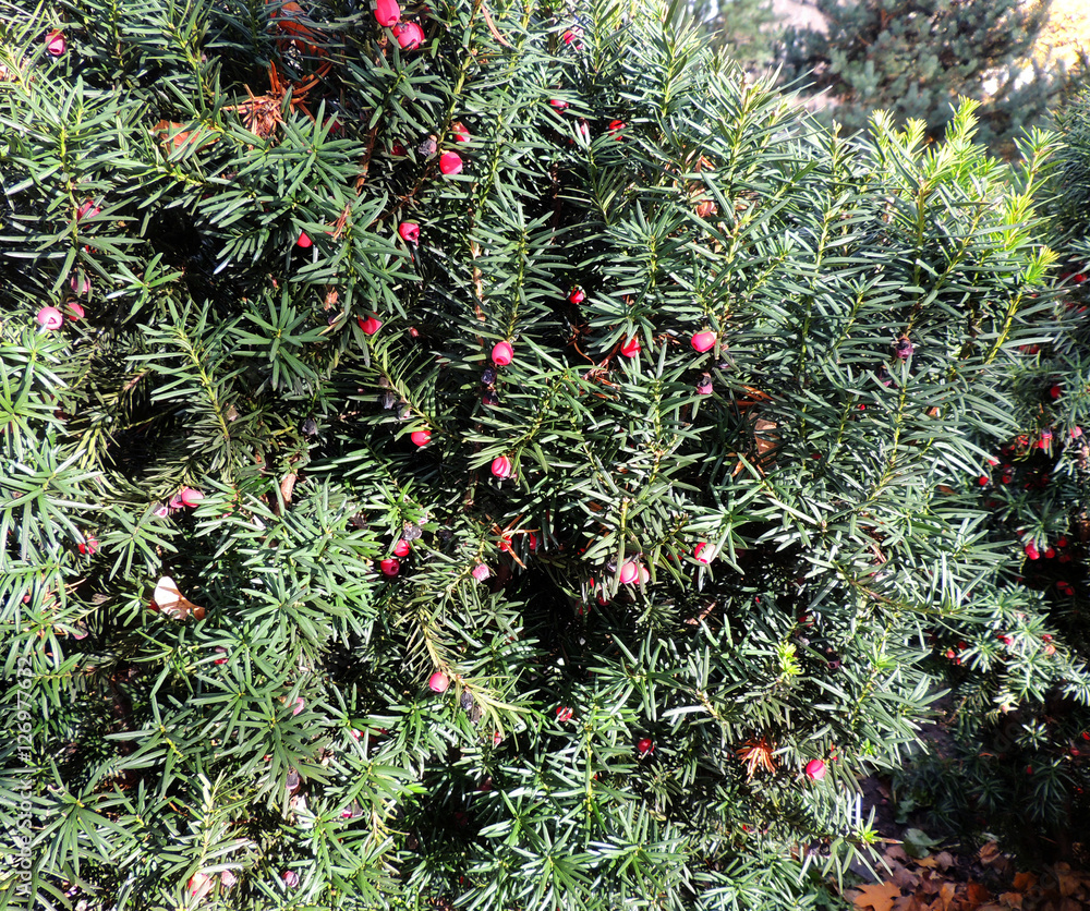 Taxus baccata (Taxus baccata) Stock Photo | Adobe Stock