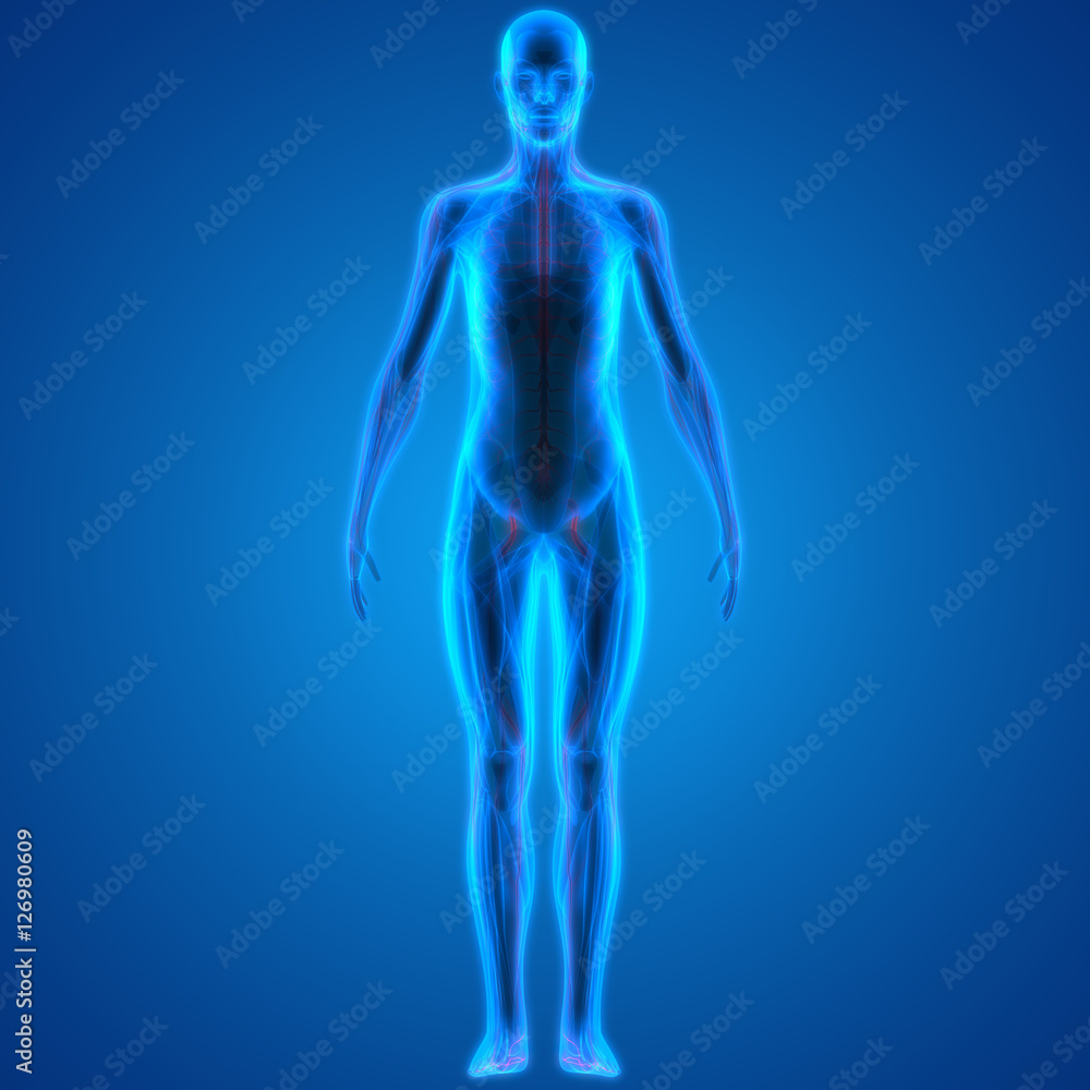 Human Body with Muscles Anatomy Stock Illustration | Adobe Stock