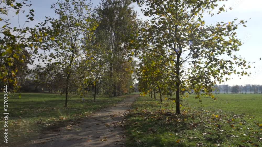 Sunny windy day in a park in autumn Stock Video | Adobe Stock