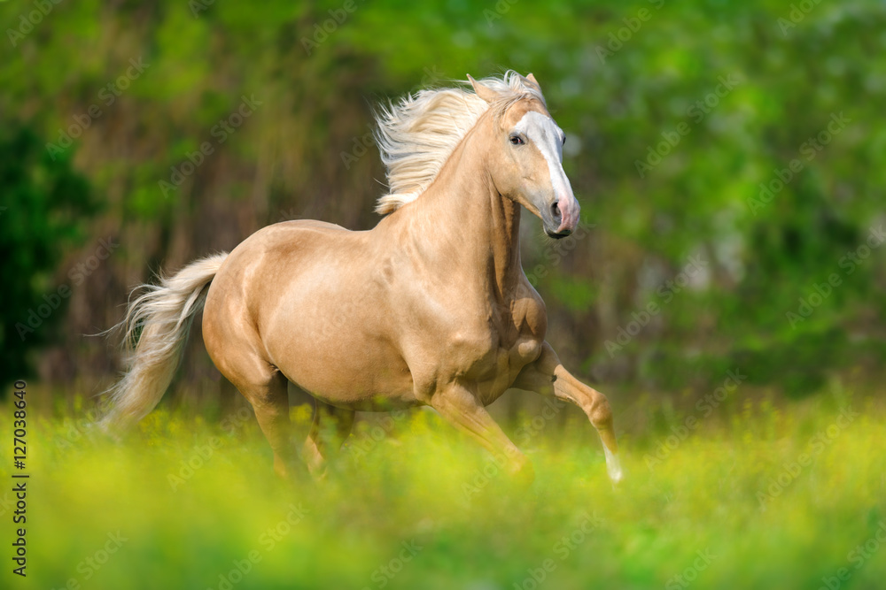 Palomino Horse Running