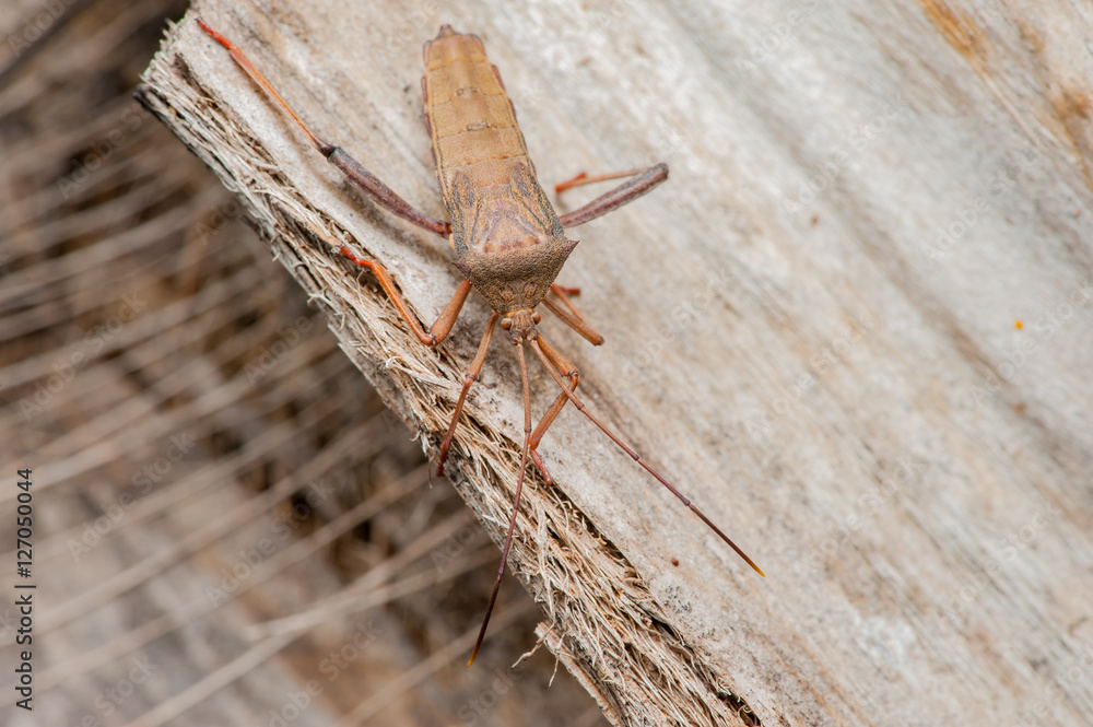 Foto Stock Leaf-footed Bug (Anoplocnemis sp., Coreidae) on the dead ...