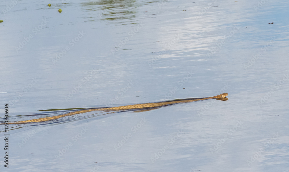 Small thin snake floats on the surface of a river in Kumai (Indonesia ...