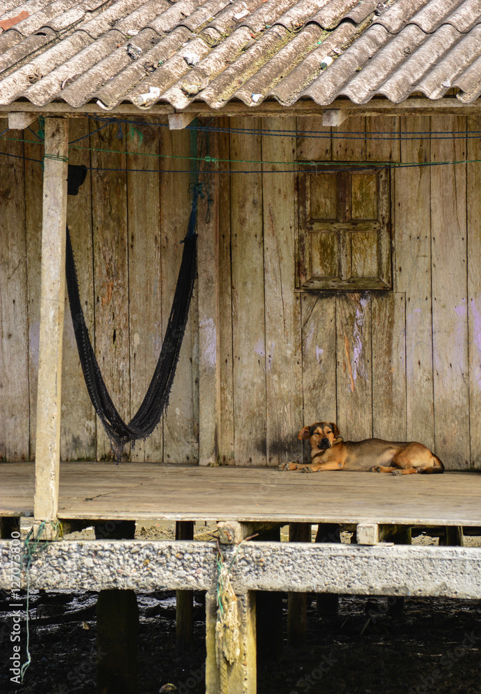 Dog resting in Stilt house, Isla Muisne, Ecuador Stock Photo | Adobe Stock