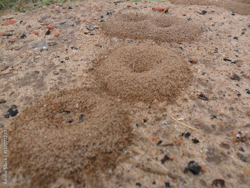 ant's house Stock Photo | Adobe Stock
