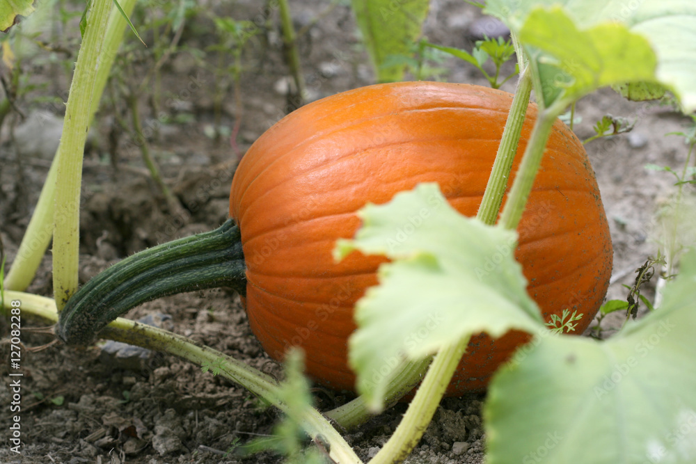 Pumpkin Growing on the Vine – A pumpkin is still attached to the vine ...