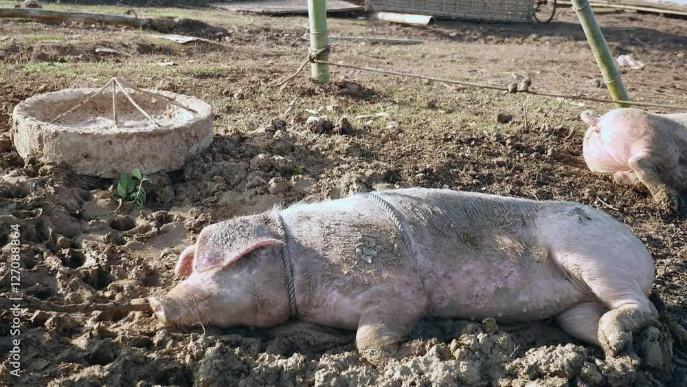 Pig covered in mud and tied up with rope sleeping on the ground Stock ...