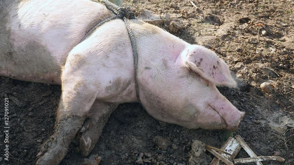 Close-up on a pig covered in mud and tied up with rope sleeping on the ...