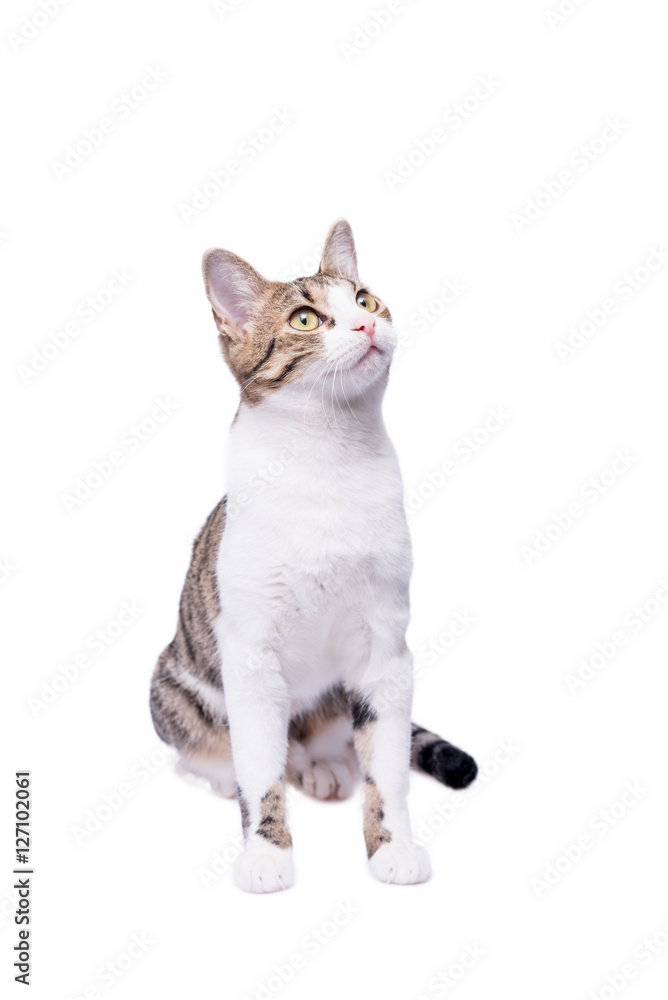 Cute cat looking up isolated on white background Stock Photo | Adobe Stock