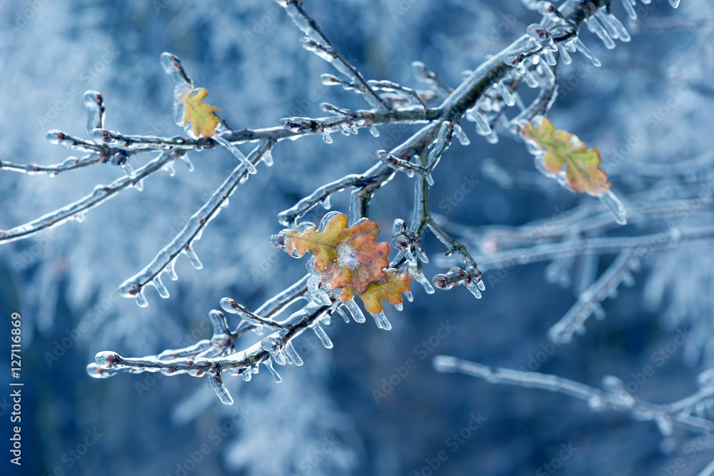 Ice Covered Tree Branches