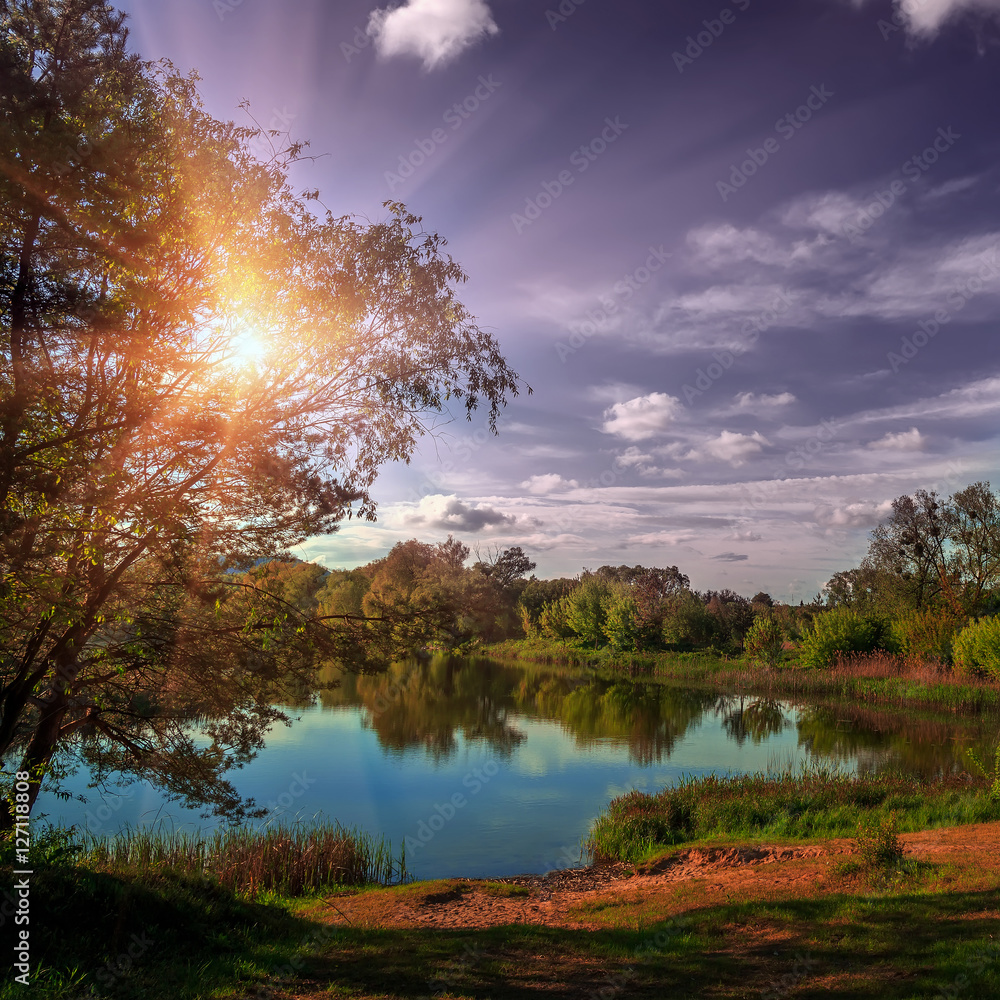 Beautiful Forest Sunset
