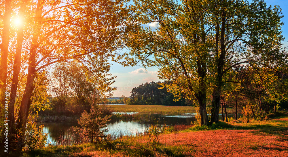 Beautiful Forest Sunset