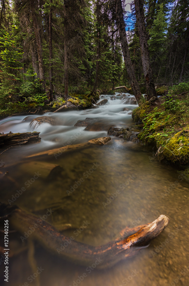 Moment to take pleasure in flourishing forest Stock Photo | Adobe Stock