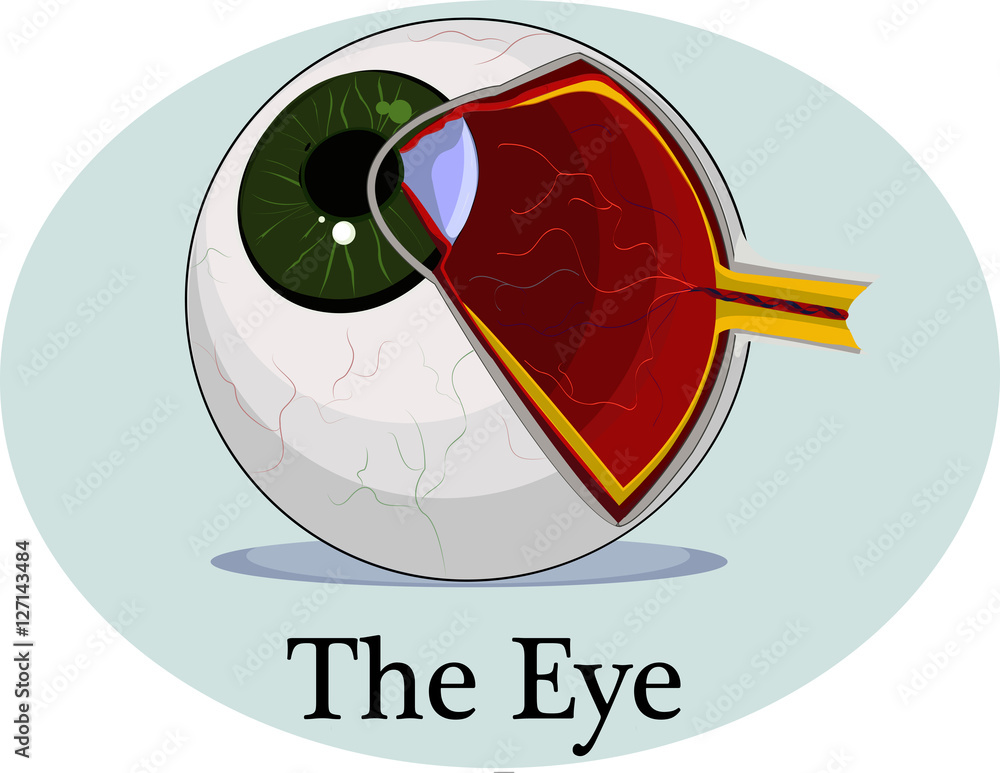 Vector illustration of eyes anatomy Stock Vector | Adobe Stock