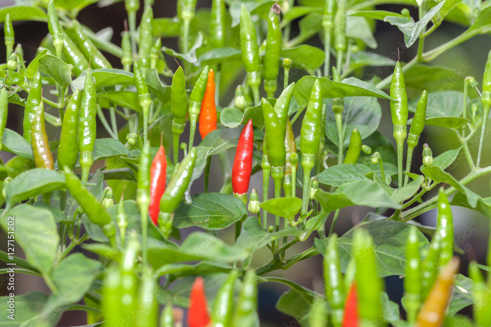 Chilly tree Stock Photo | Adobe Stock