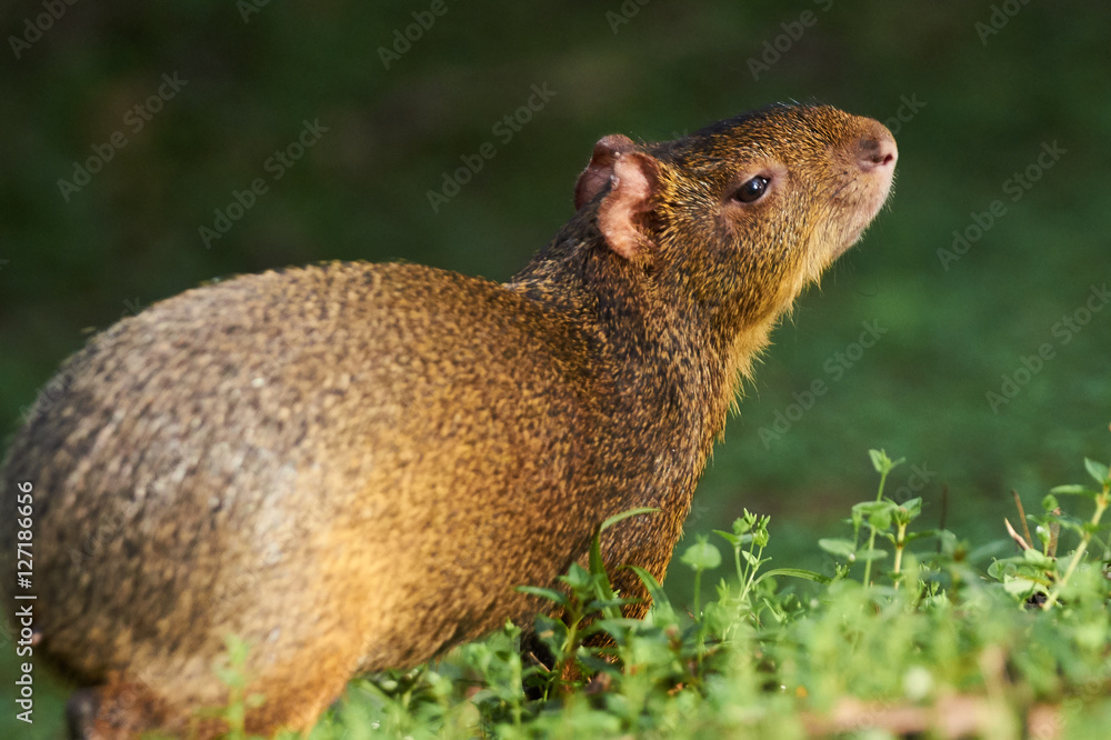 Aguti Stock-Foto | Adobe Stock