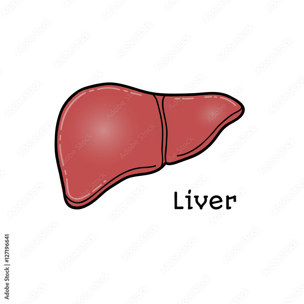 Human liver, anatomical vector illustration isolated on white ...