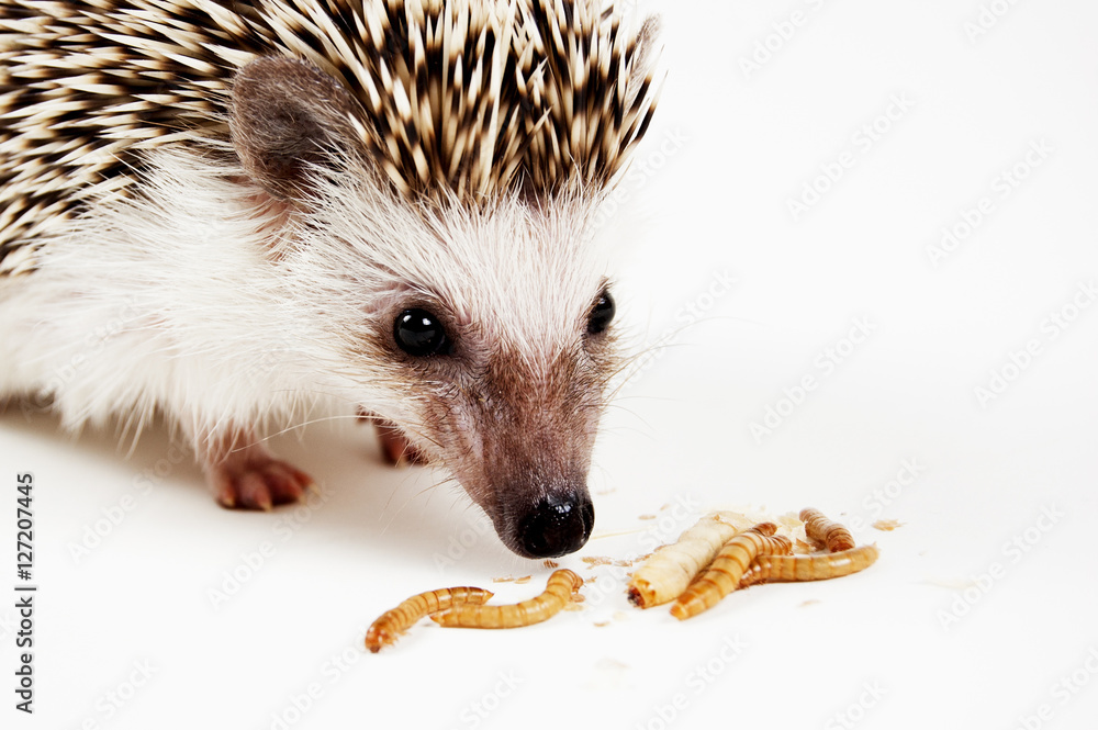 Pygmy Hedgehog Eating Worms Stock 写真 | Adobe Stock