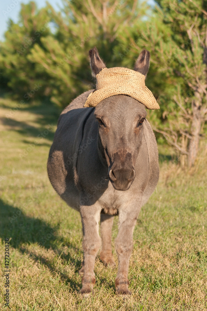Mediterranean Miniature Donkey With Straw Hat Stock 写真 | Adobe Stock