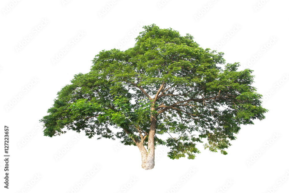 Albizia lebbeck big tree isolated Stock Photo | Adobe Stock
