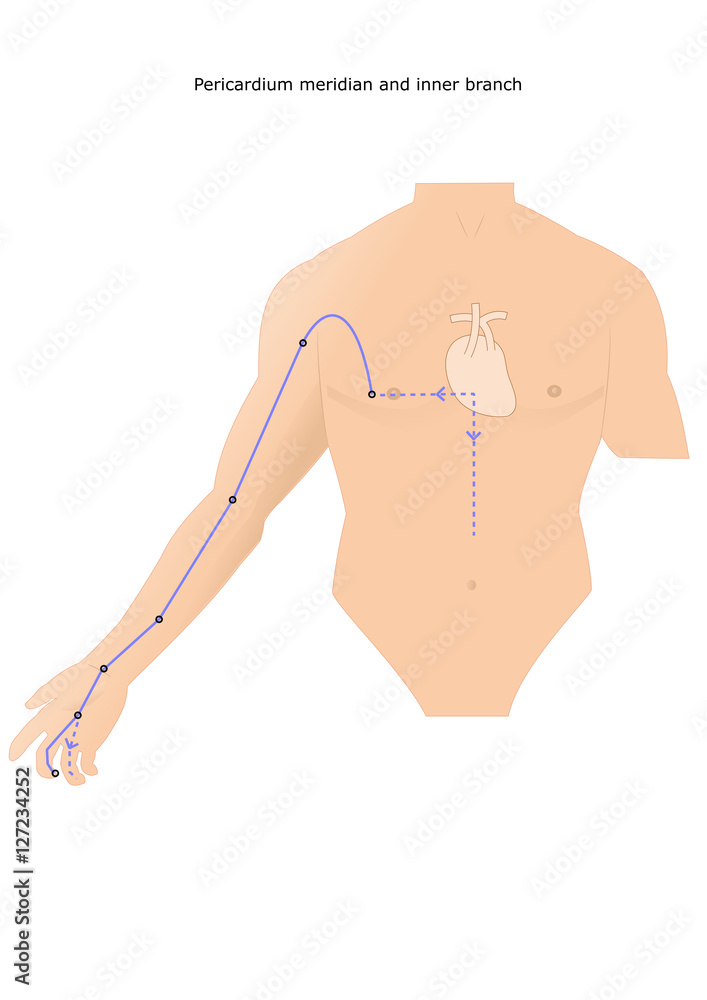 acupuncture: meridian of the Pericardium and its inner branches Stock ...