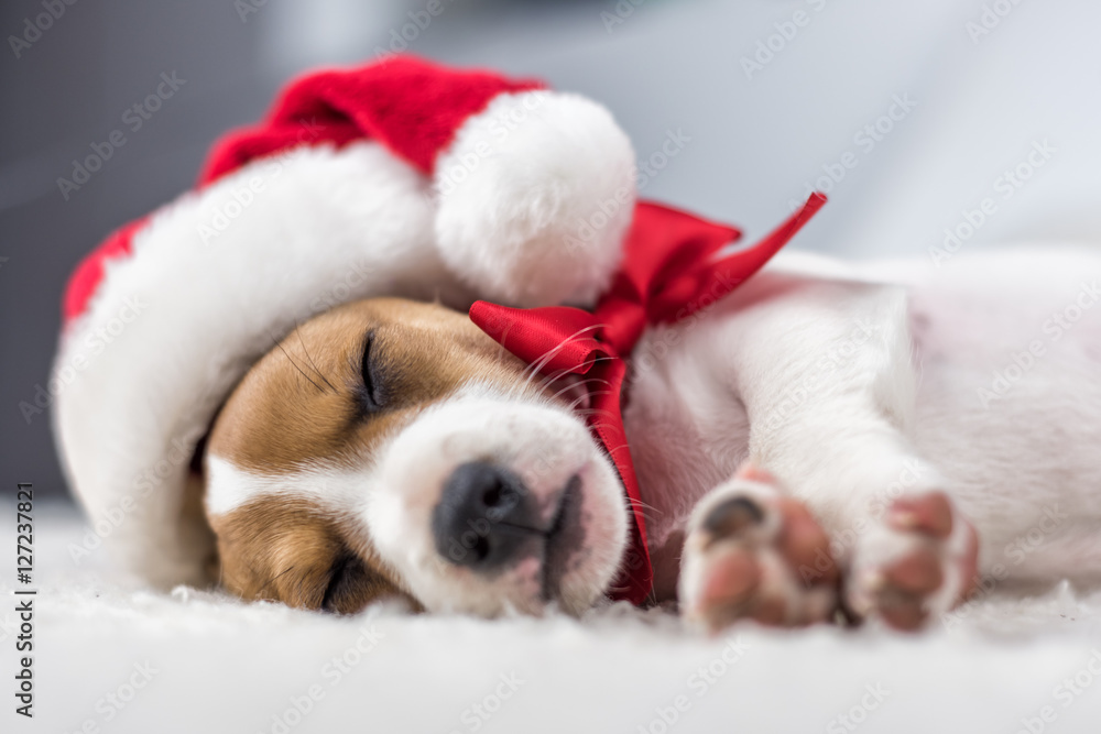 jack Stock Photo | Adobe Stock
